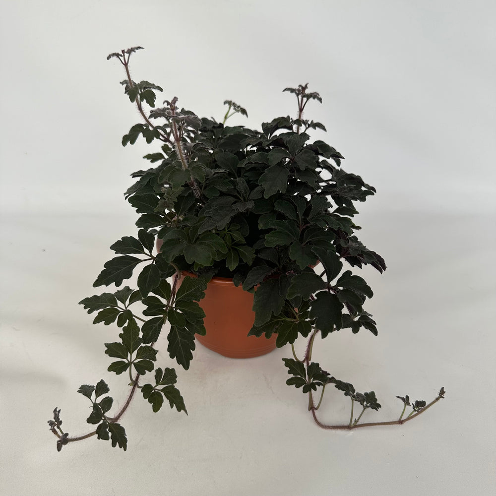 Mikania ternata (Plushvine) - 6" Hanging Basket – Steve's Leaves