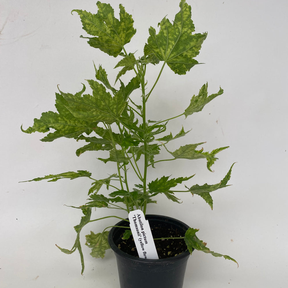 Abutilon pictum 'Thomsonii' (yellow flower) – Steve's Leaves
