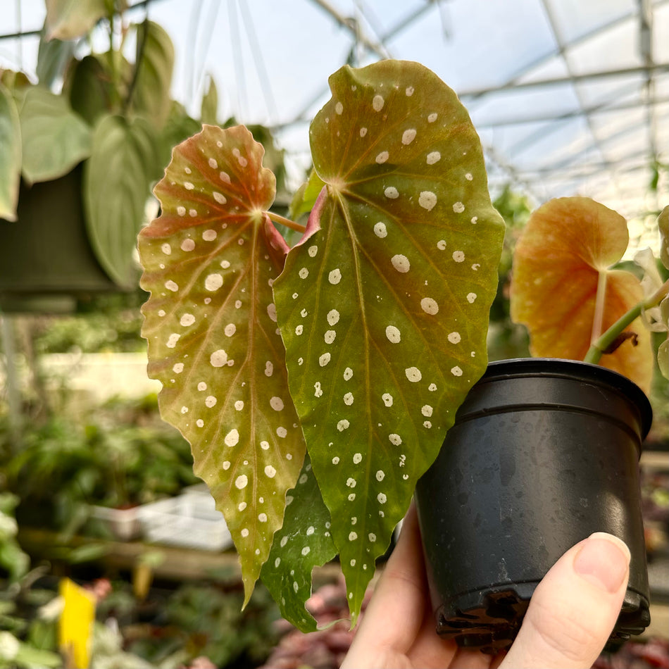 Begonias for Sale | Buy Live Exotic Begonia Plants Online | Steve's ...