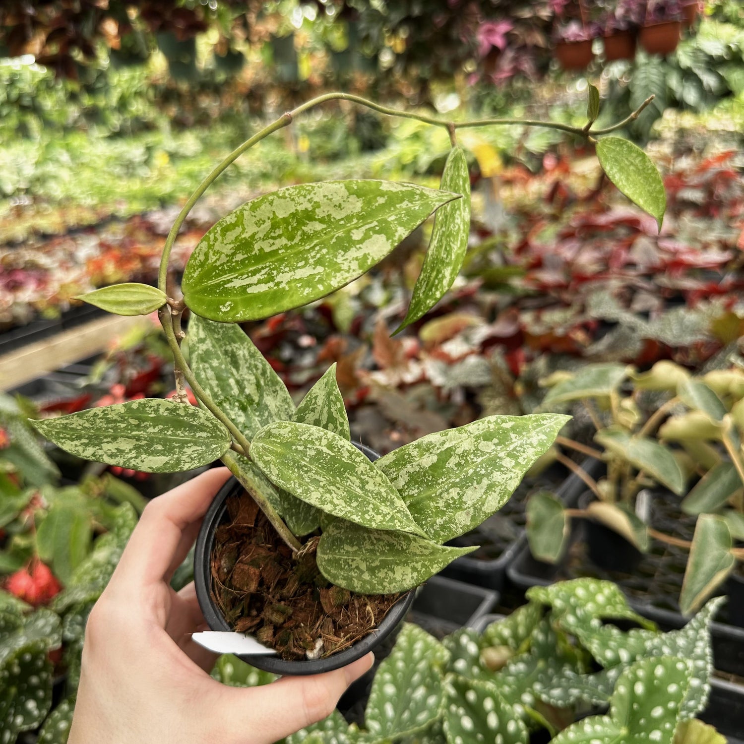 Hoya macrophylla (Splash) – Steve's Leaves
