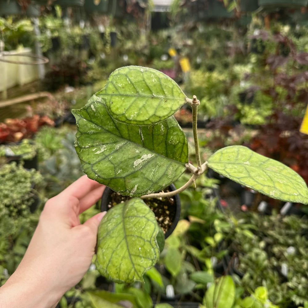 Rare Hoya Plants For Sale | Tropical & Exotic Houseplants | Steve's ...