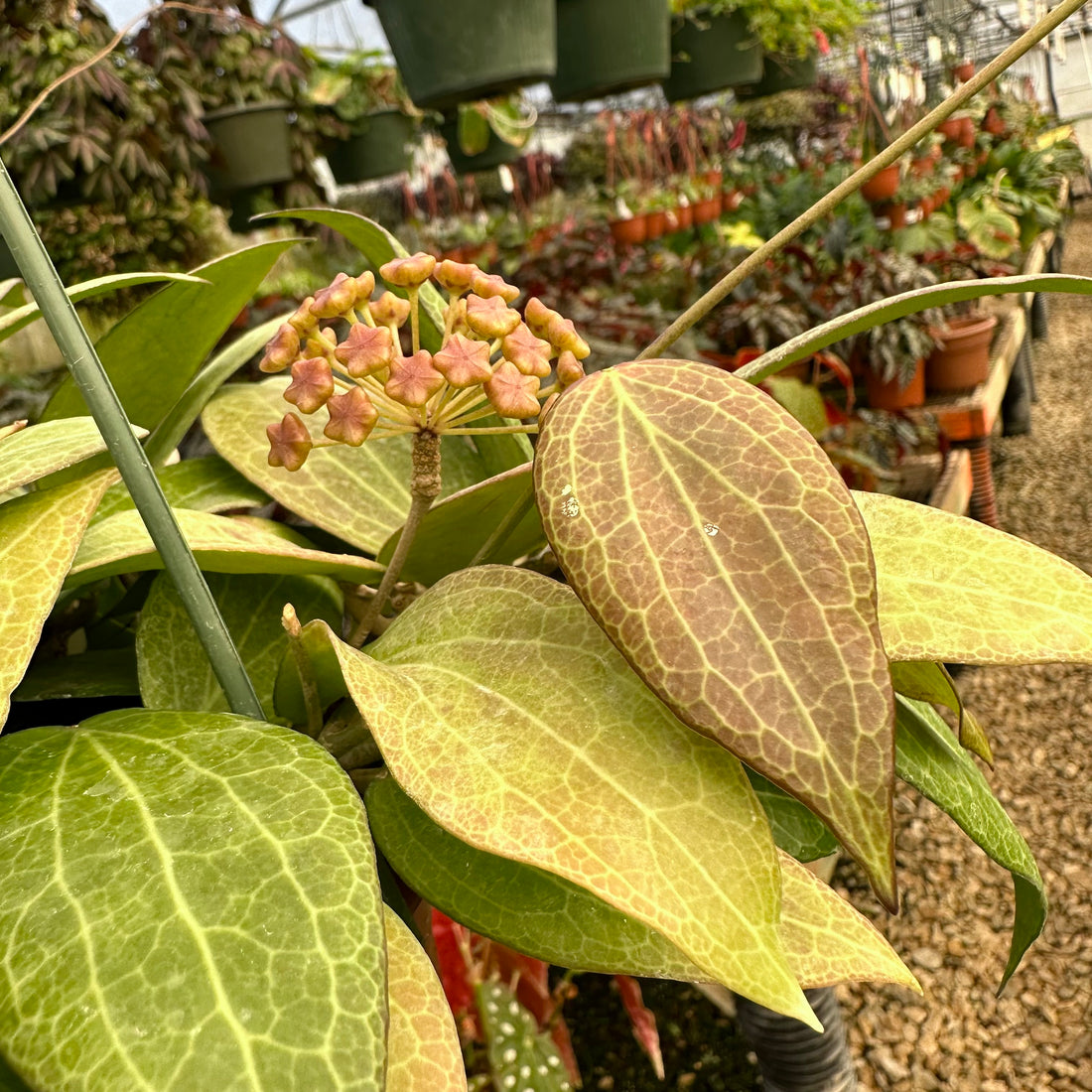 Hoya Nicholsoniae | Fragrant Plant w/ Veined Pointed Leaves | Steve's Leaves