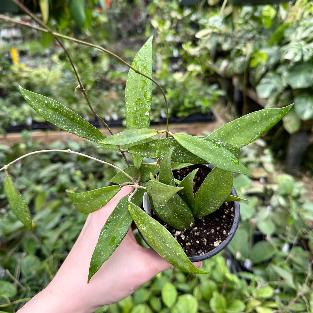 Hoya Scortechinii | Golden Blooming Hoya Vine | Steve's Leaves