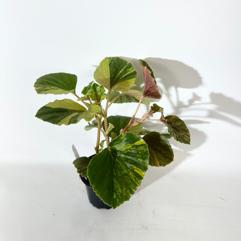 Z-5153 - Begonia cucullata (variegated) – Steve's Leaves