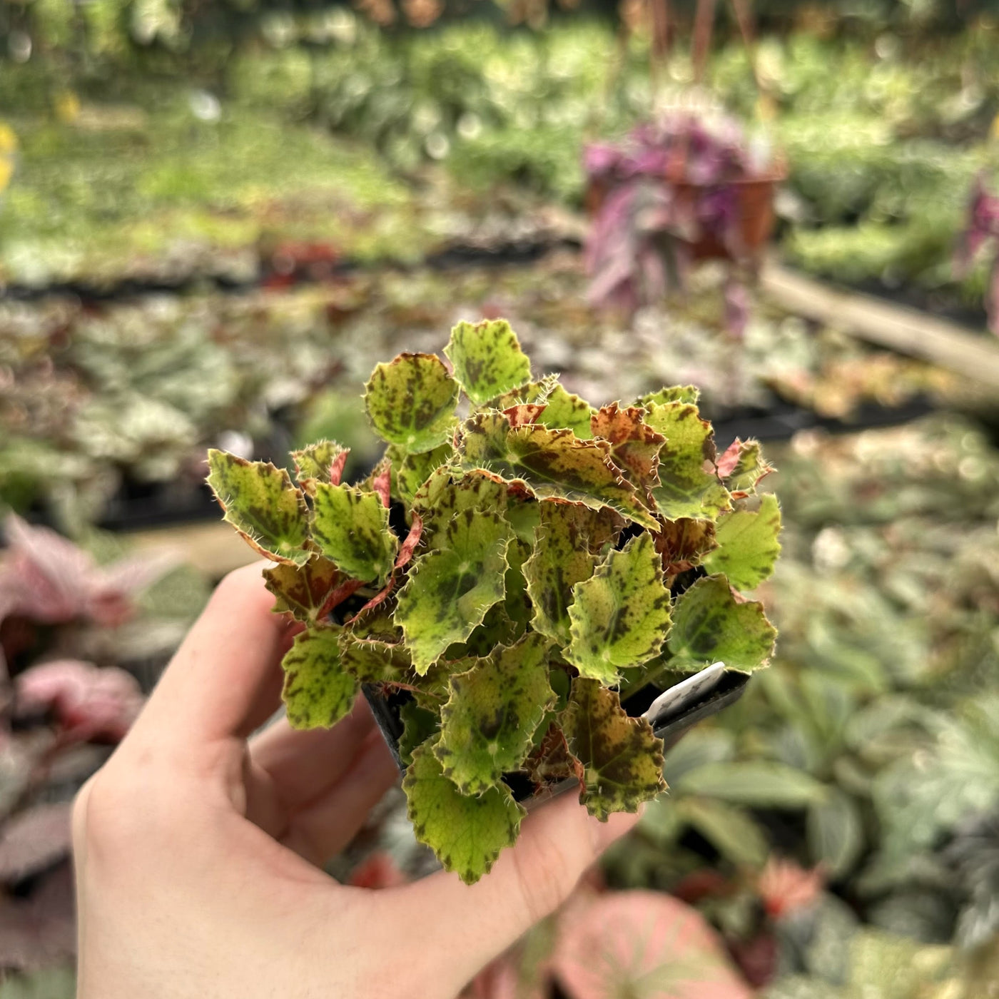 Begonia 'Dancing Vera' | Steve's Leaves Begonia Exotic Plants
