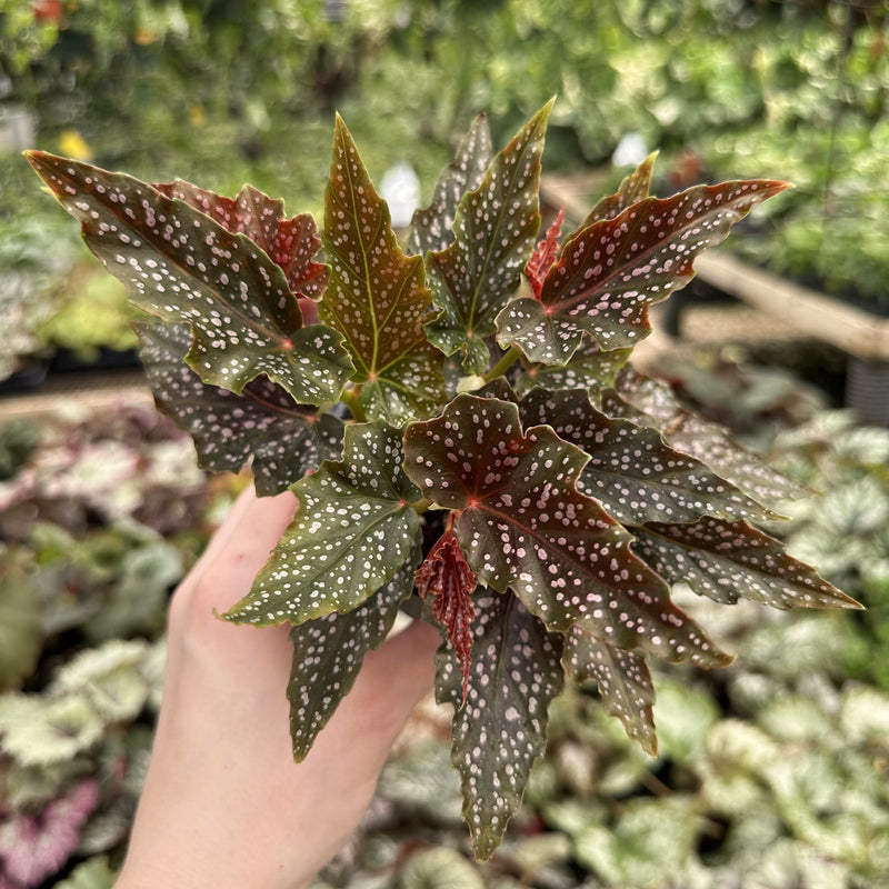 Begonia 'Aerial' | Steve's Leaves Begonia Exotic Plants