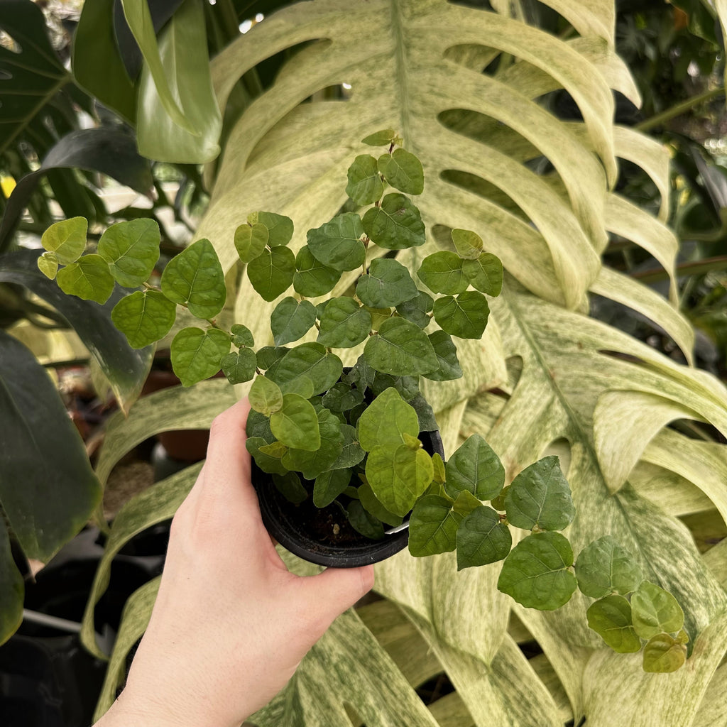 Ficus pumila – Steve's Leaves