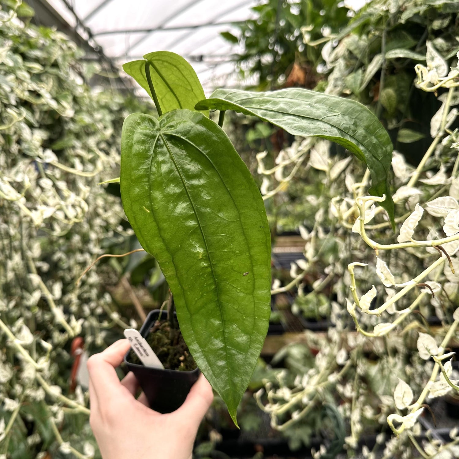 Anthurium sp. Limon | Rare Anthurium with Tri-Lobed Leaves | Steve's Leaves