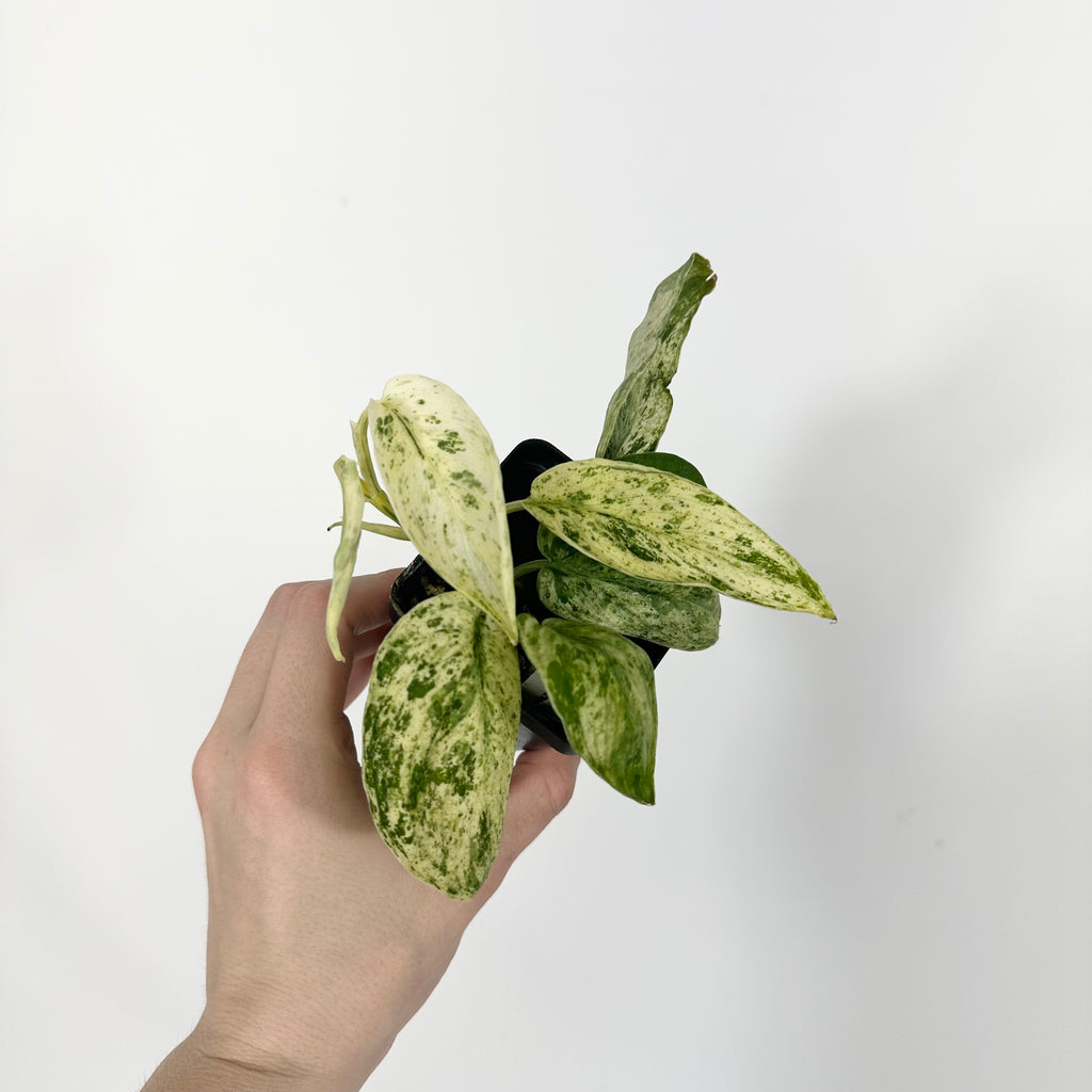 Z-4570 - Scindapsus pictus ‘Mangurai’ variegated – Steve's Leaves