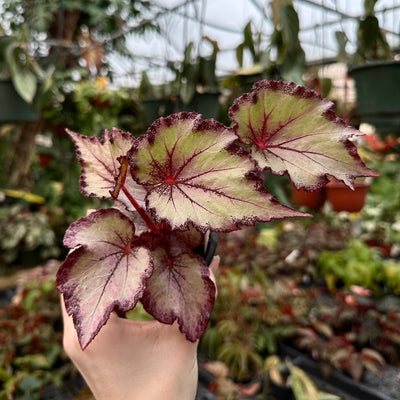 Begonia 'Pink Diamond' | Steve's Leaves Begonia Exotic Plants