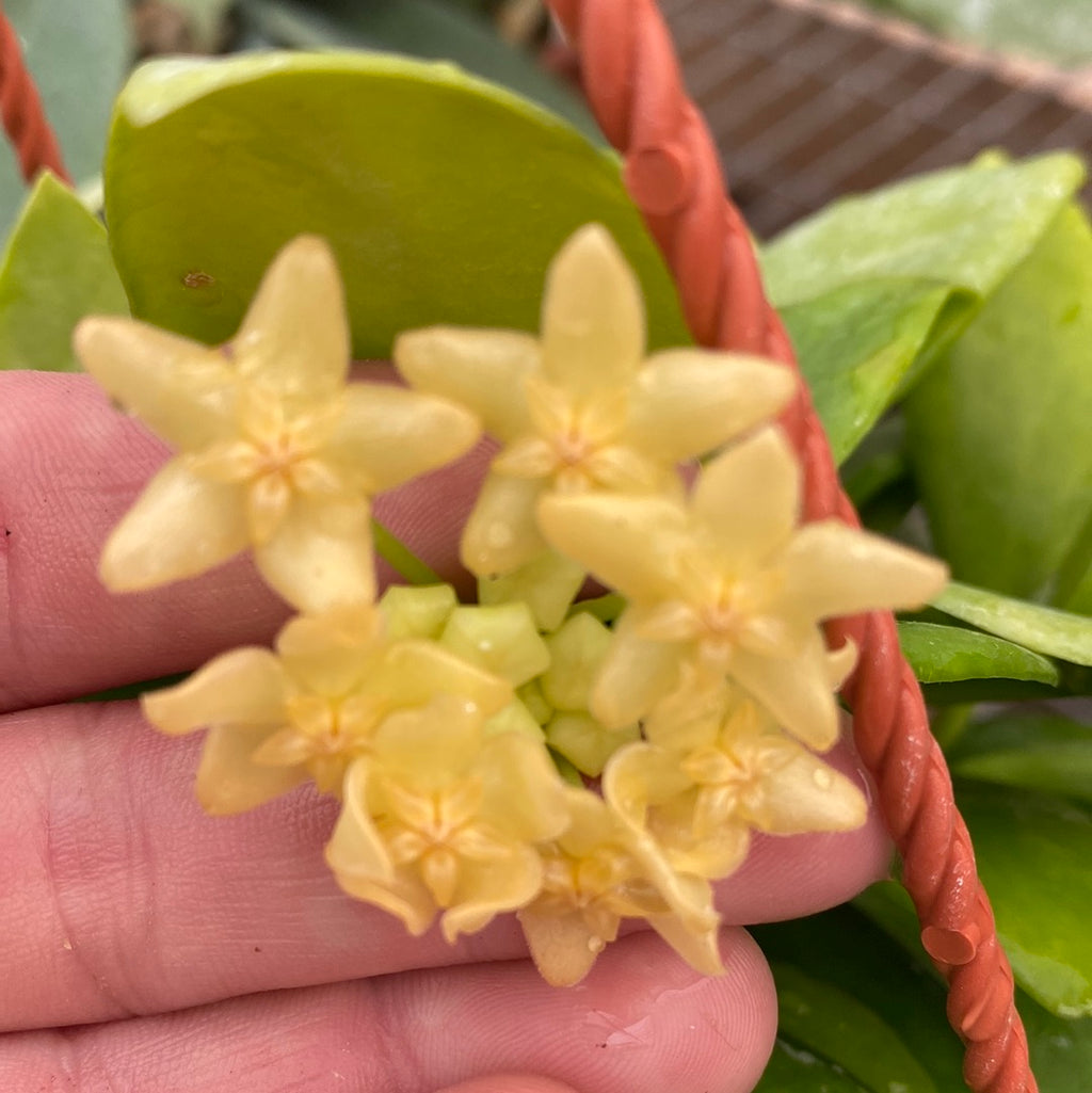 Hoya diptera | Steve's Leaves Apocynaceae Exotic Plants