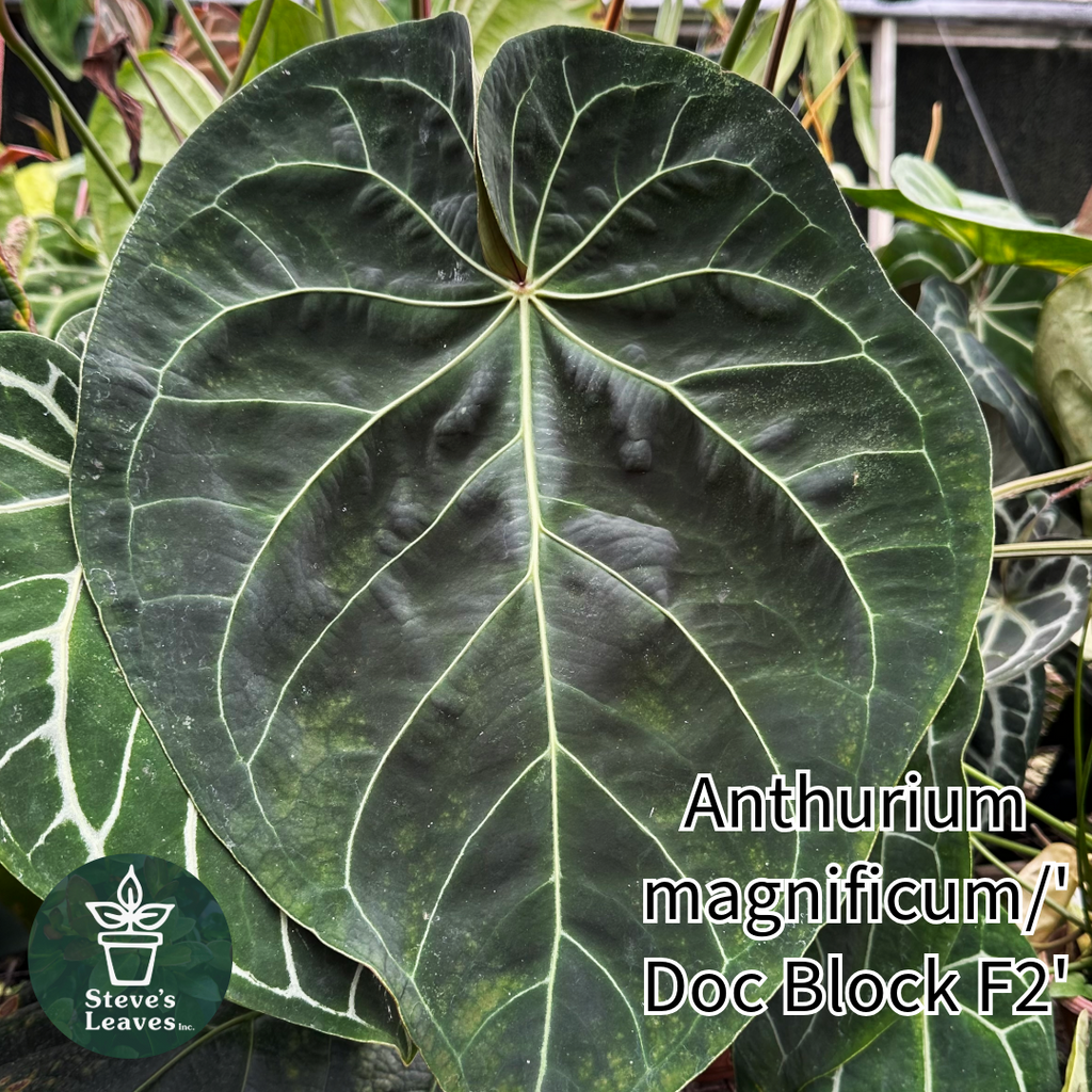 Anthurium magnificum/'Doc Block F2' x self - Seed Pack – Steve's Leaves