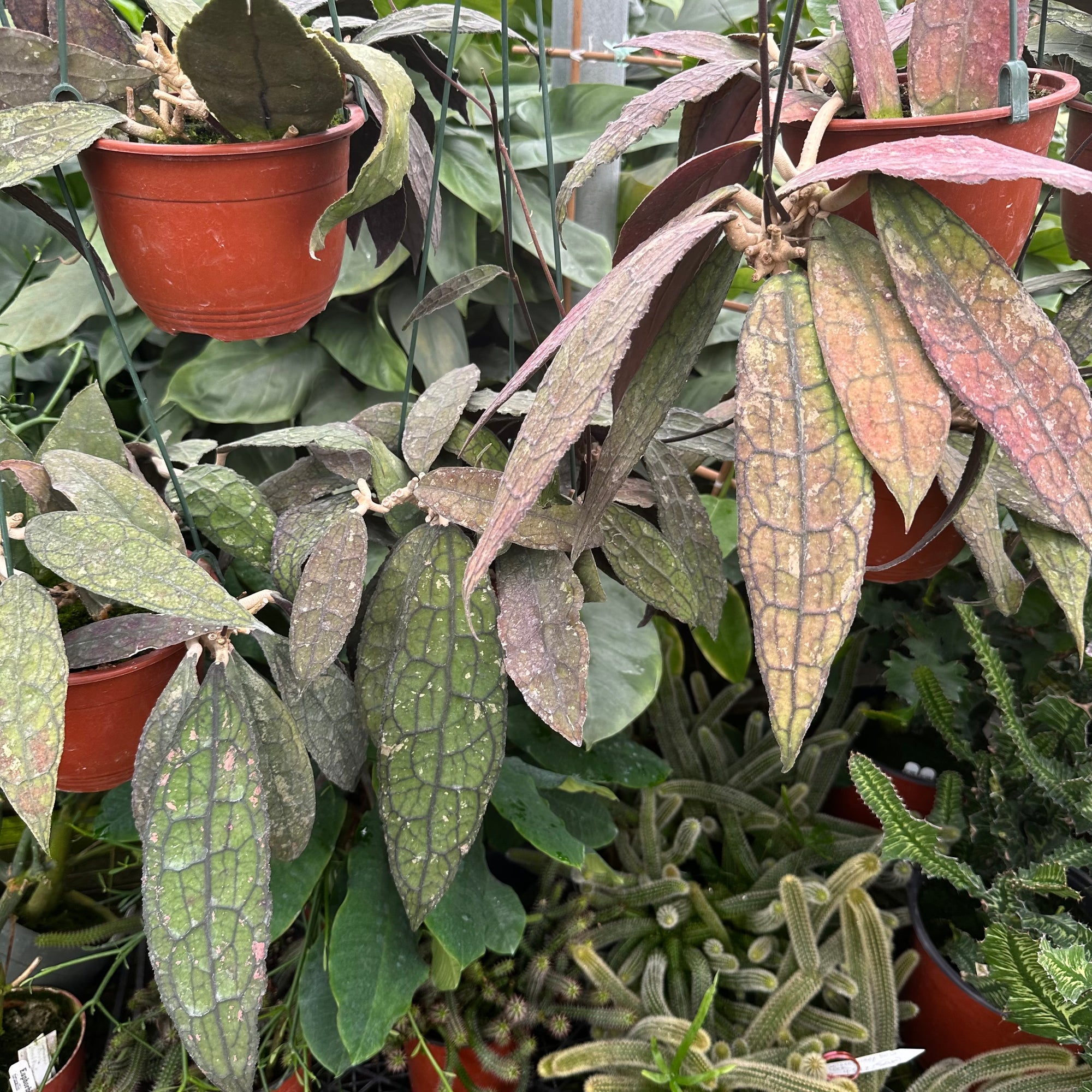 Hoya Clemensiorum | Veined Leaf Wax Plant | Steve's Leaves