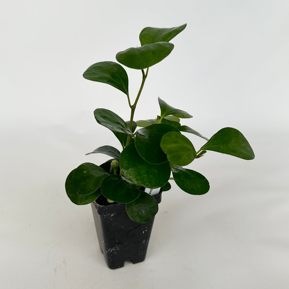 Ficus deltoidea – Steve's Leaves