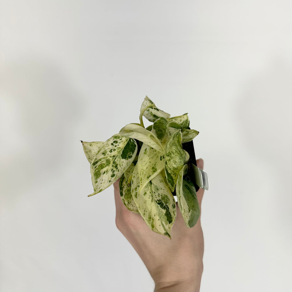 Z-4758 - Scindapsus pictus ‘Mangurai’ variegated – Steve's Leaves