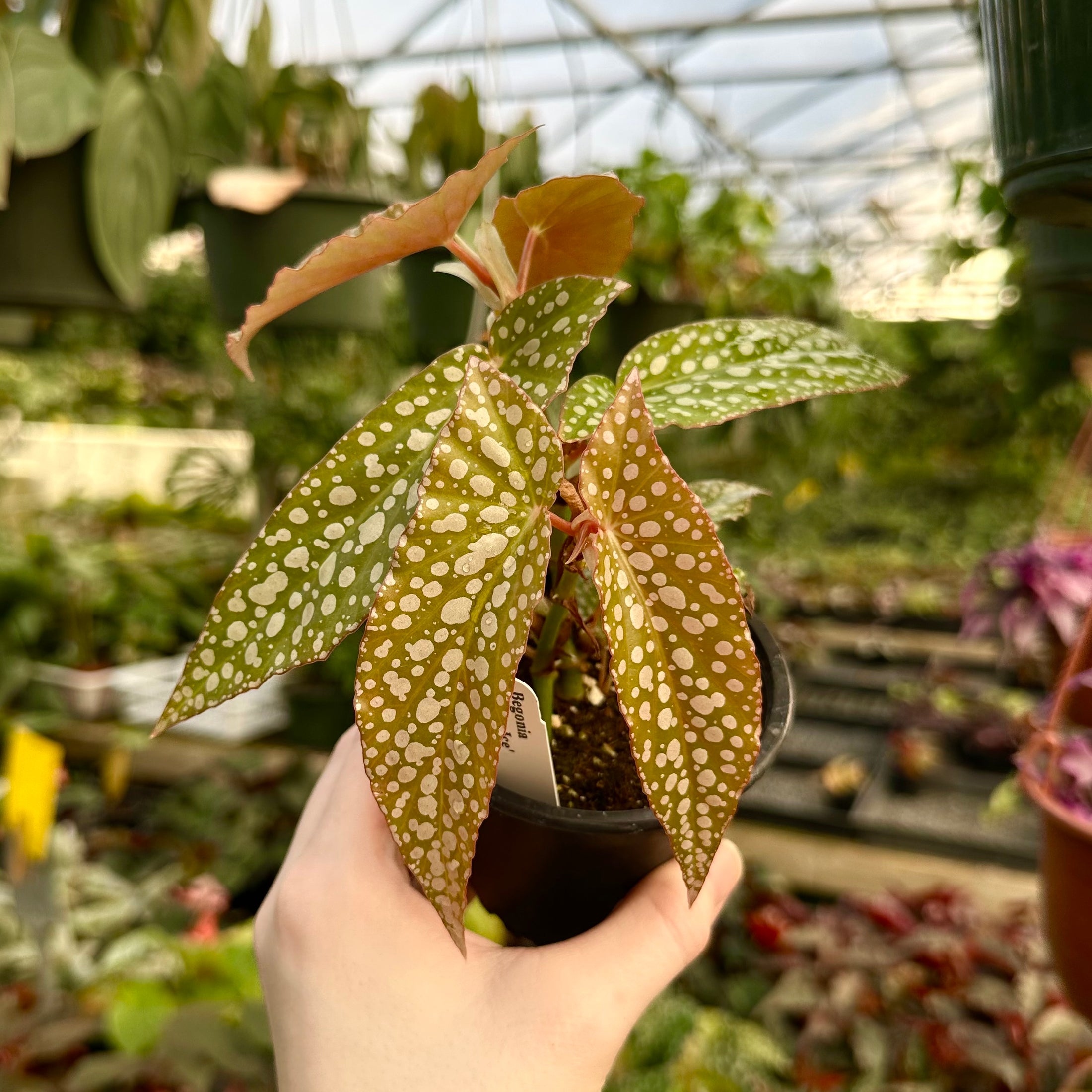 Begonia White Ice | Shimmering Leaf Houseplant | Steve's Leaves