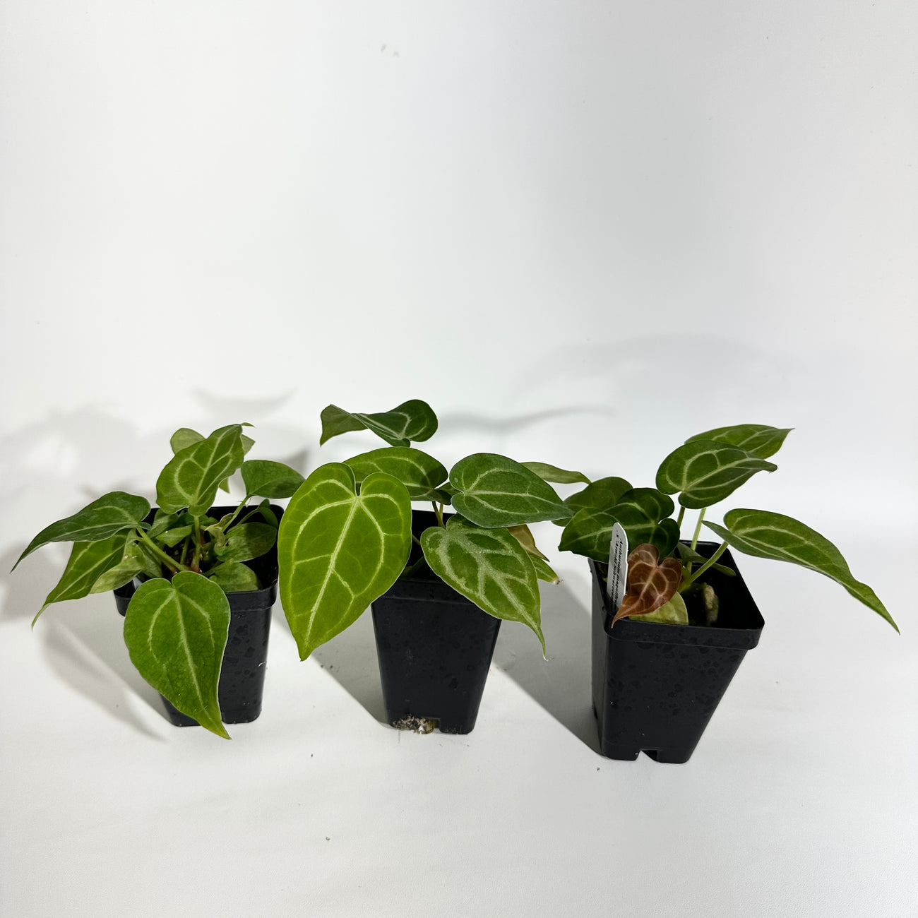 Aroids | Tropical Aroid Plants for Sale | Steve's Leaves
