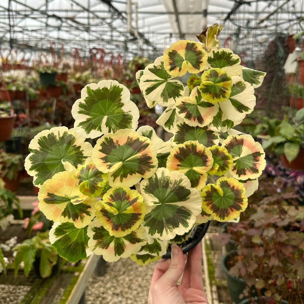 Geranium ‘Mrs. Cox’ (Pelargonium hybrid) – Steve's Leaves