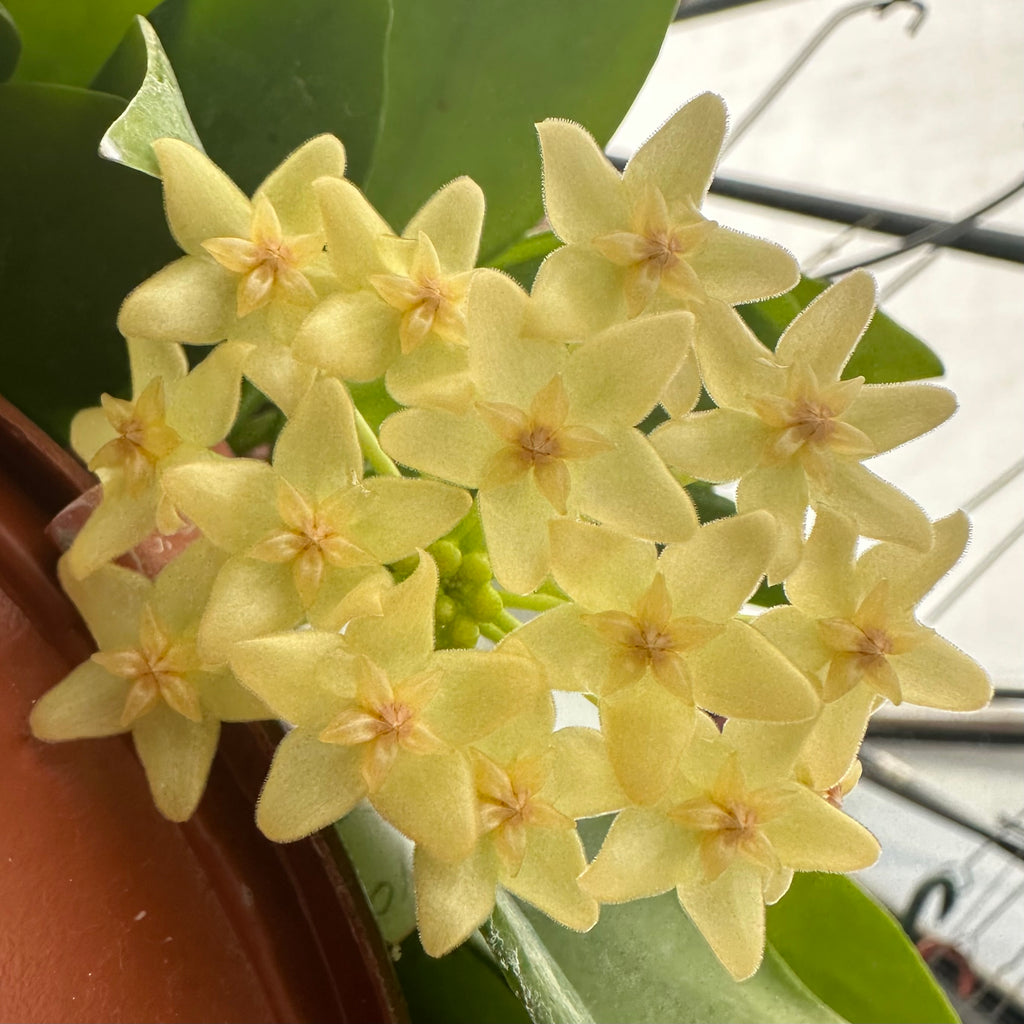 Hoya diptera | Steve's Leaves Apocynaceae Exotic Plants