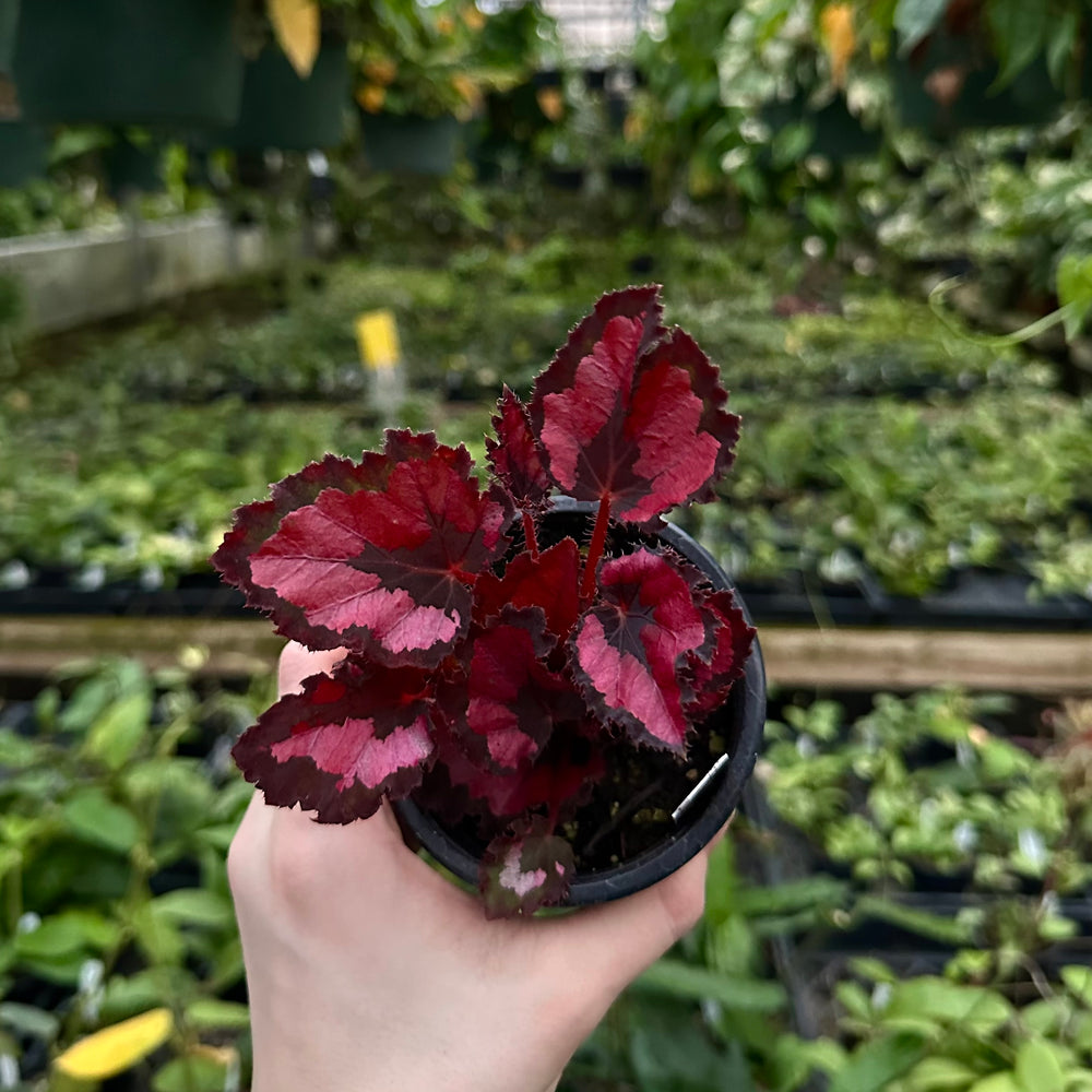 Begonia Harmony's Red Robin | Red Robin Begonia Plant | Steve's Leaves