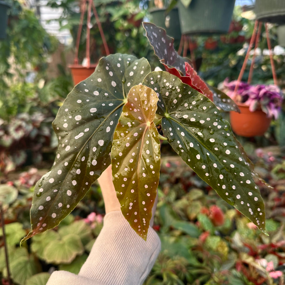 Begonias for Sale | Buy Live Exotic Begonia Plants Online | Steve's ...