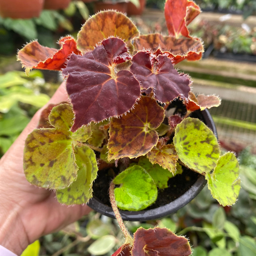 Begonia 'Angel Glow' | Steve's Leaves Begonia Exotic Plants