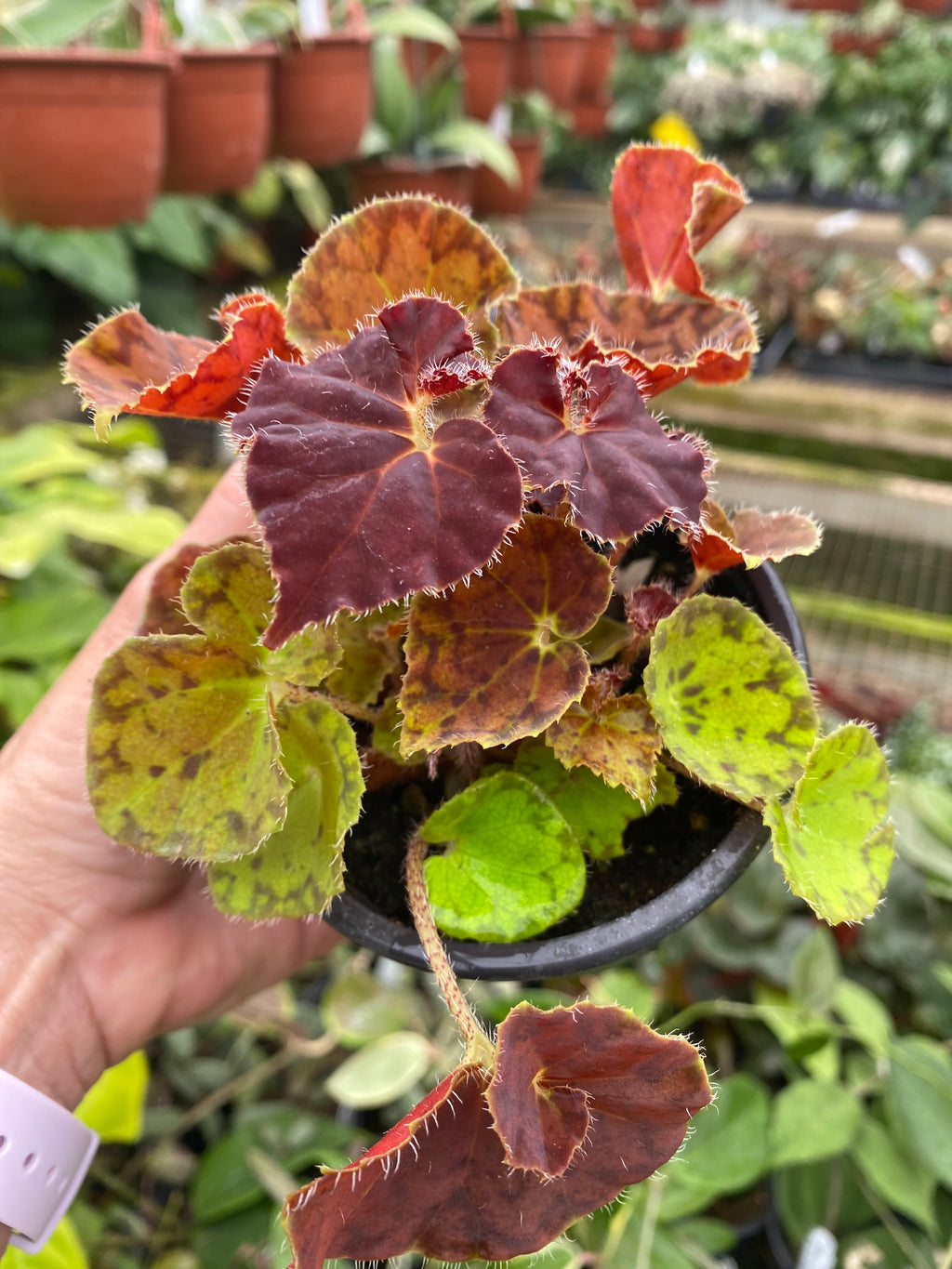 Begonia 'Angel Glow' | Steve's Leaves Begonia Exotic Plants