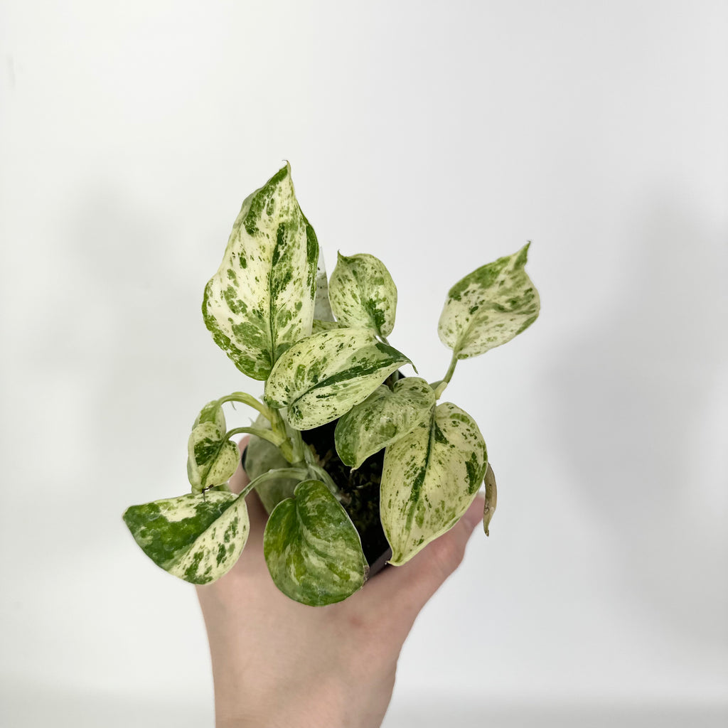 Z-4527 - Scindapsus pictus ‘Mangurai’ variegated – Steve's Leaves