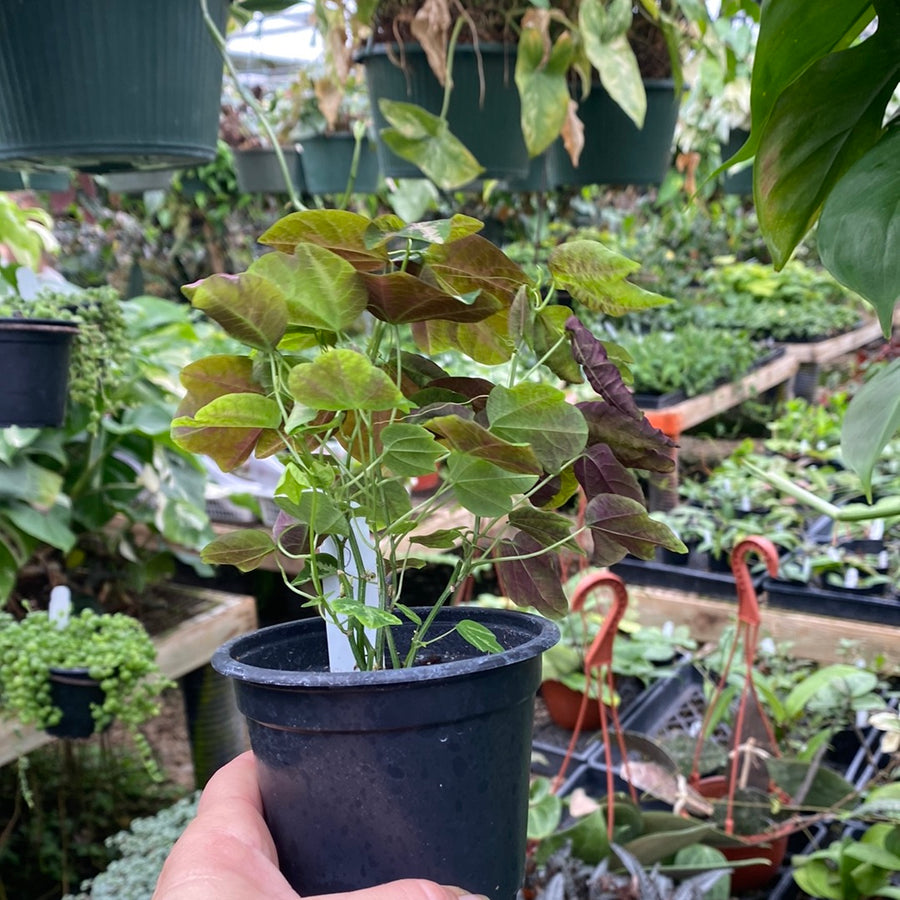 Passiflora Trifasciata | Tropical Tricolor Passion Vine | Steve's Leaves