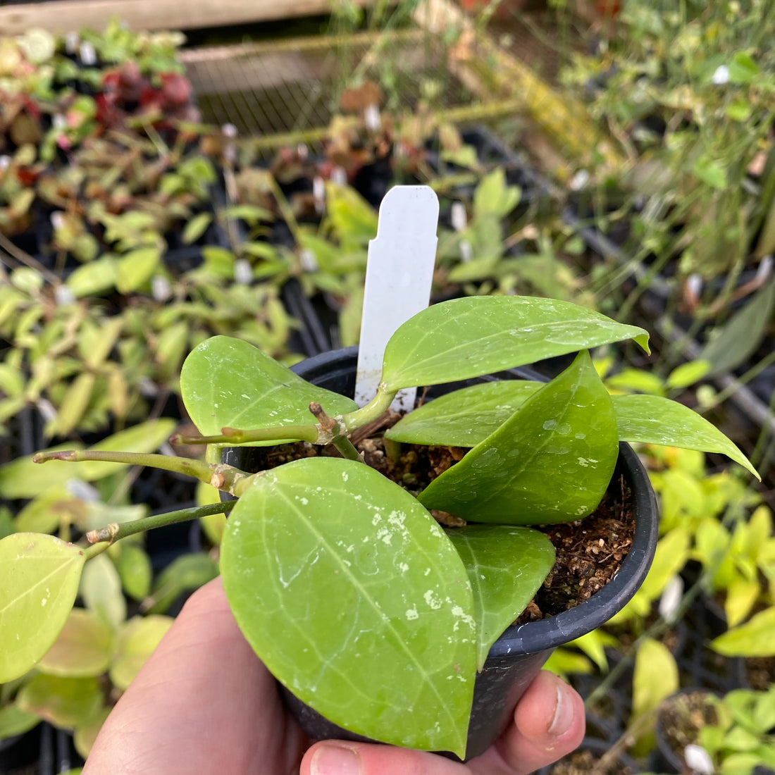 Rare Hoya Plants For Sale | Tropical & Exotic Houseplants | Steve's Leaves