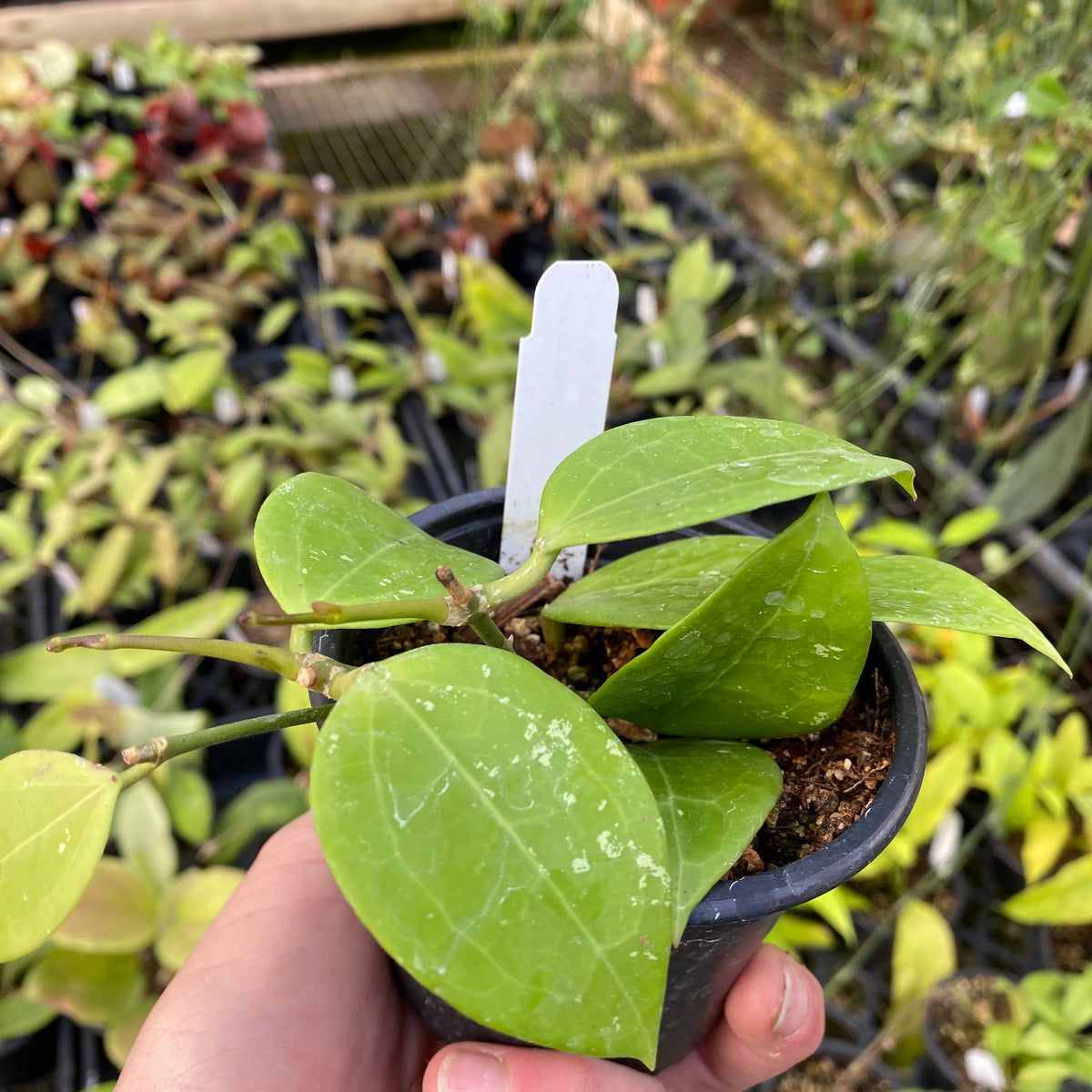 Rare Hoya Plants For Sale | Tropical & Exotic Houseplants | Steve's Leaves