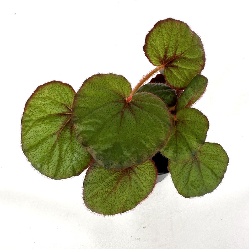Begonia 'Fireflush' | Steve's Leaves Begonia Exotic Plants
