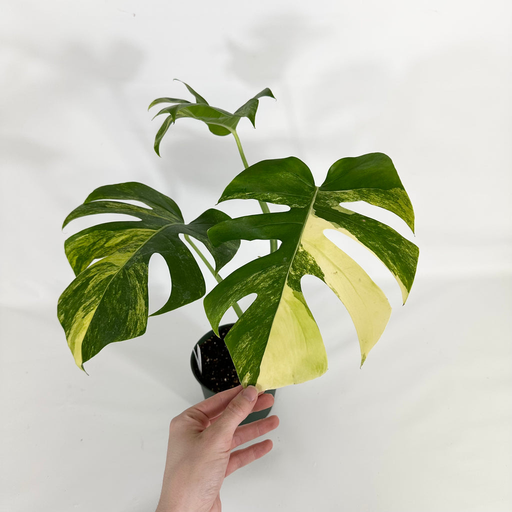 Z-4596 - Monstera deliciosa 'Marmorata' – Steve's Leaves