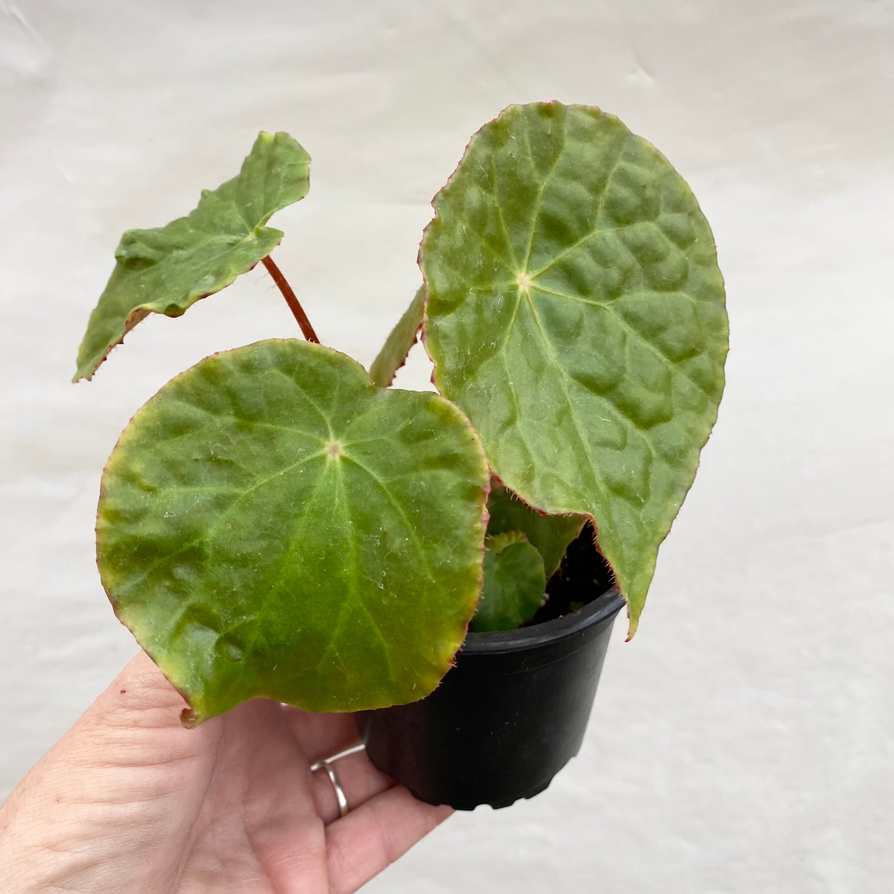 Begonia U334 – Steve's Leaves