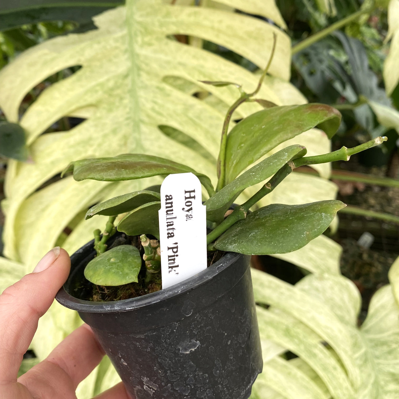 Hoya anulata 'Pink' – Steve's Leaves