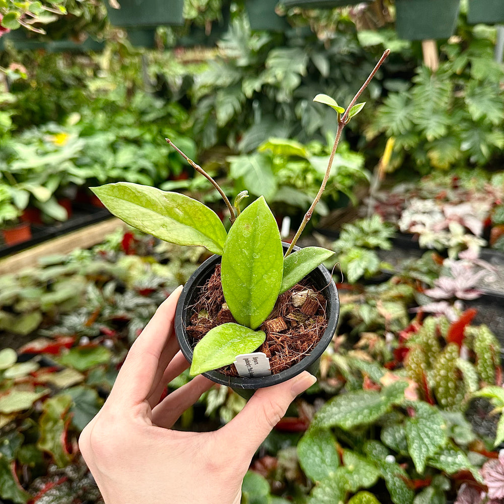 Rare Hoya Plants For Sale | Tropical & Exotic Houseplants | Steve's ...