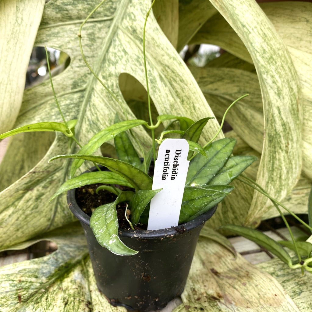 Dischidia acutifolia – Steve's Leaves