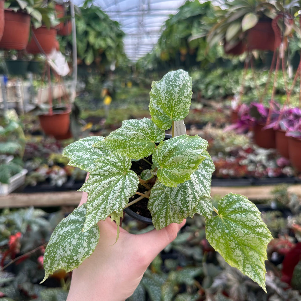 Begonia formosana forma albomaculata – Steve's Leaves