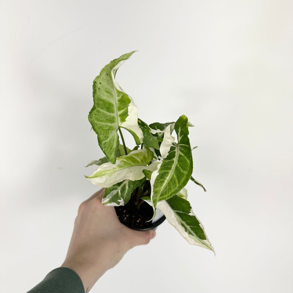 Z-5321 - Syngonium T25 – Steve's Leaves