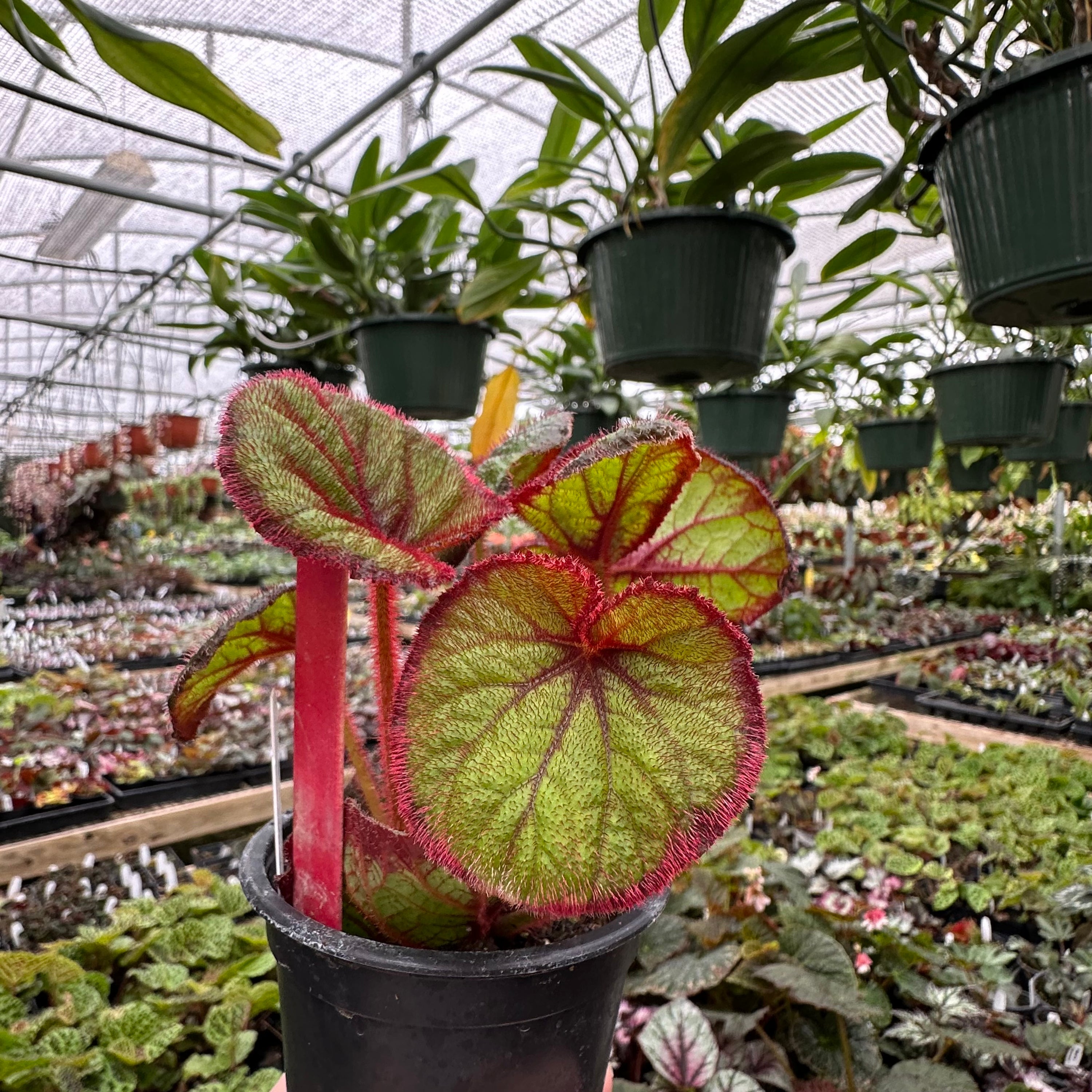 Begonia 'Fireflush' | Steve's Leaves Begonia Exotic Plants