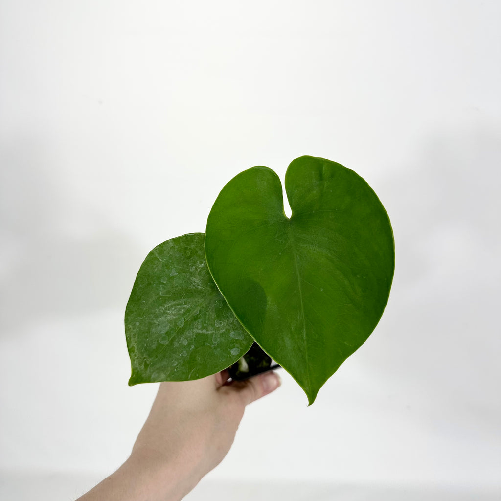 Z-4590 - Amydrium humile – Steve's Leaves