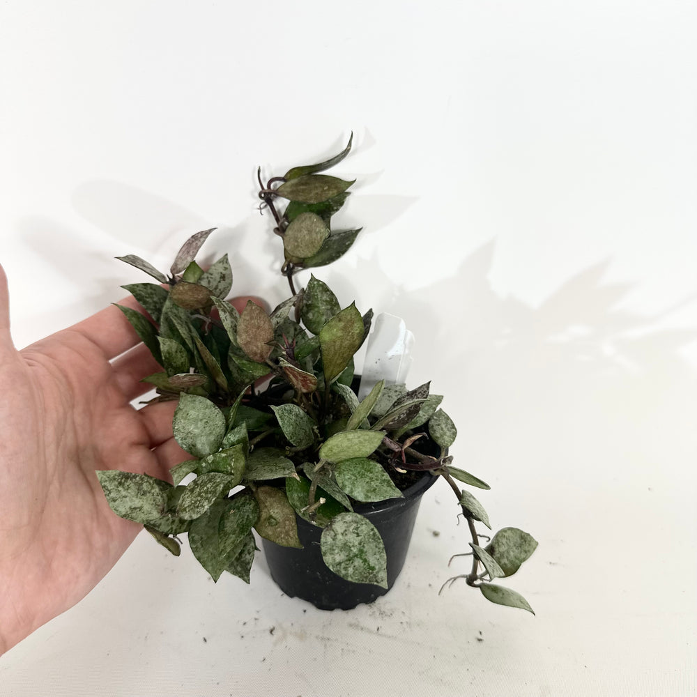 Hoya lacunosa Black Aurora [#2065] – Steve's Leaves