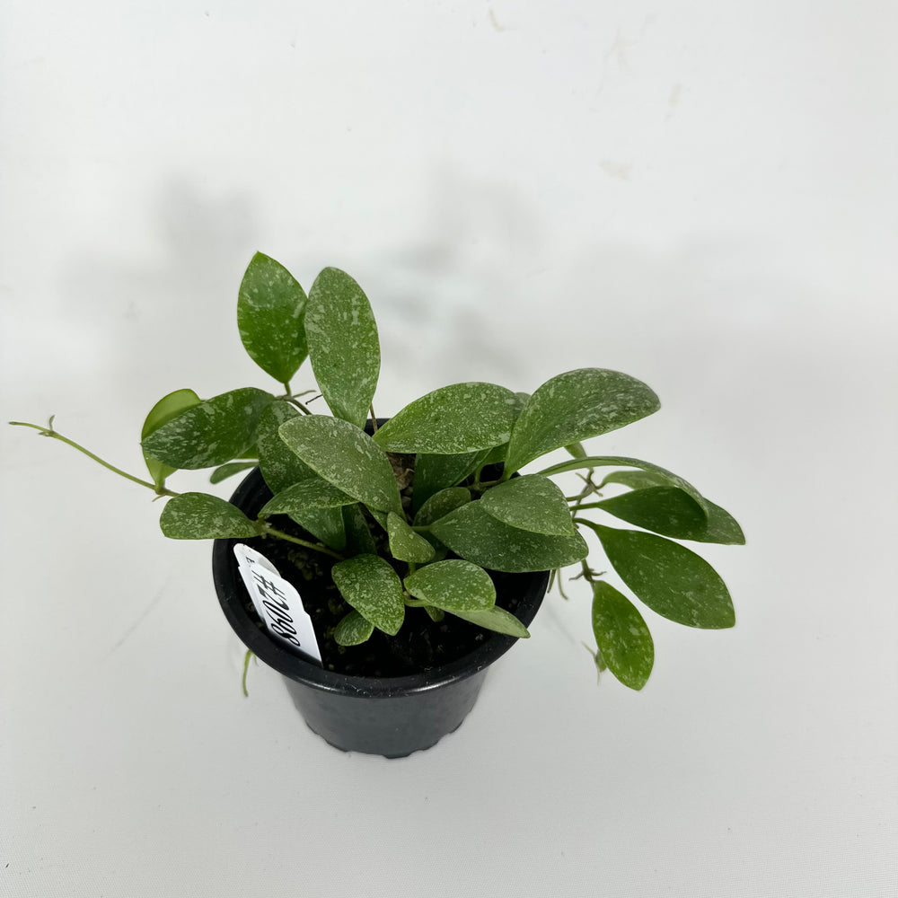 Rare Hoya Plants for Sale | Tropical & Exotic Houseplants | Steve's Leaves