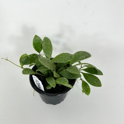 Rare Hoya Plants for Sale | Tropical & Exotic Houseplants | Steve's Leaves