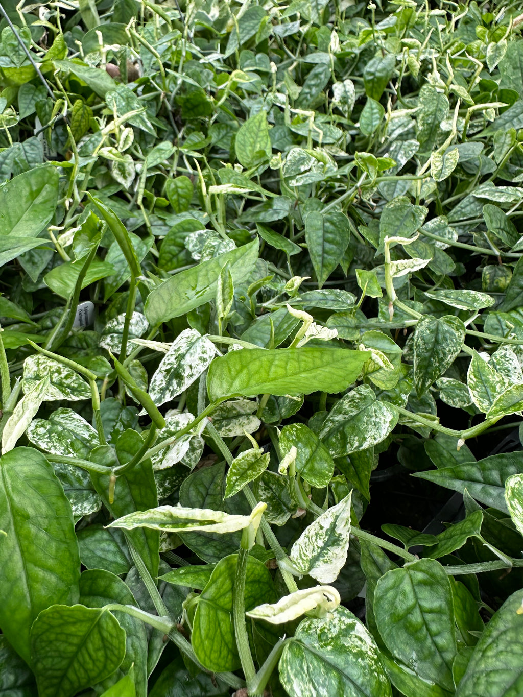 Epipremnum pinnatum "White Ghost" (Variegated Cebu Blue) – Steve's Leaves