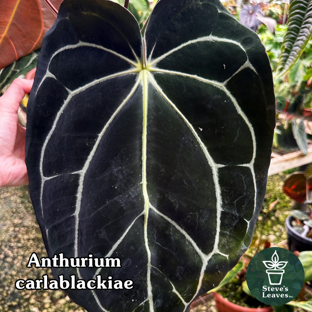 Aroids | Tropical Aroid Plants for Sale | Steve's Leaves – Page 2