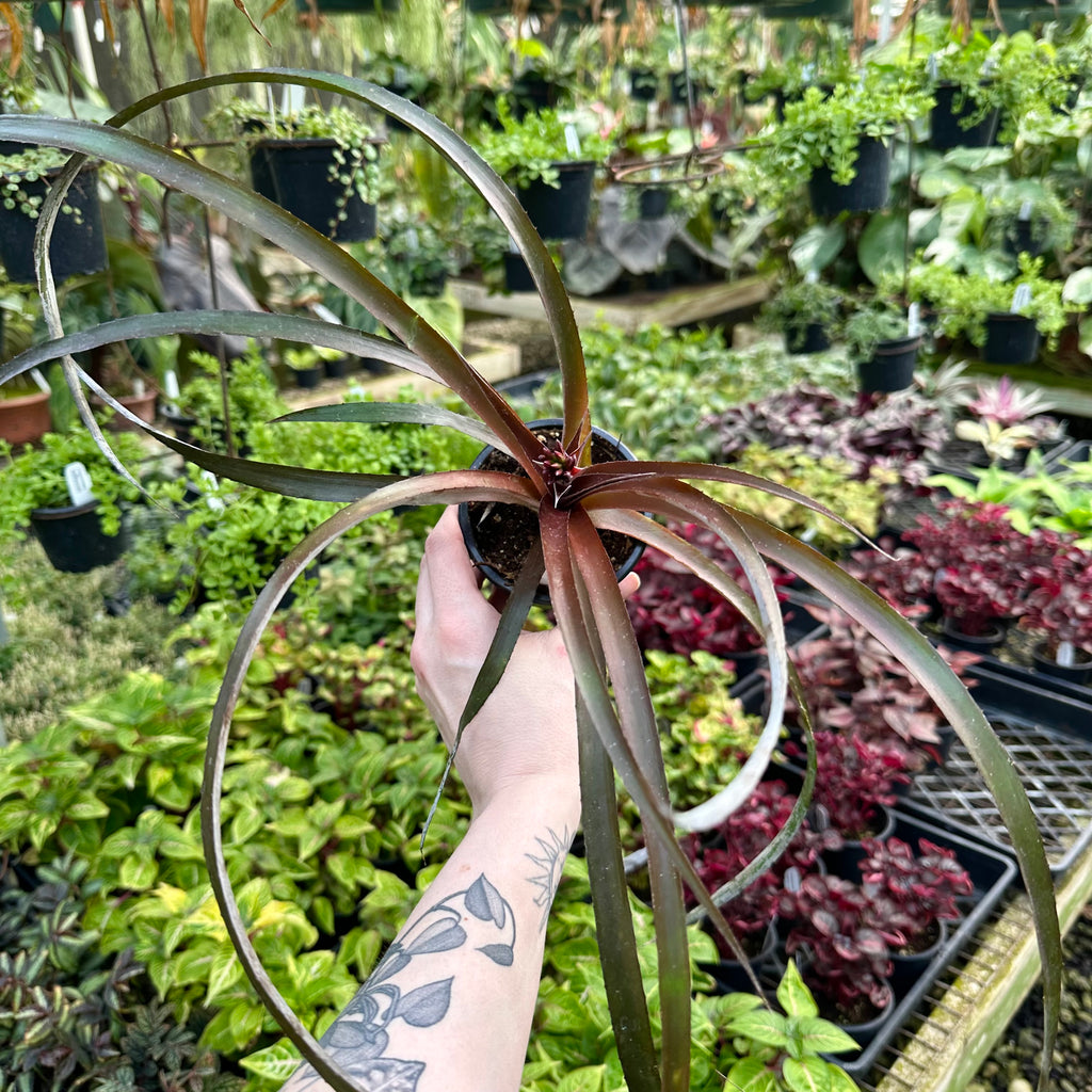 Cryptbergia rubra – Steve's Leaves