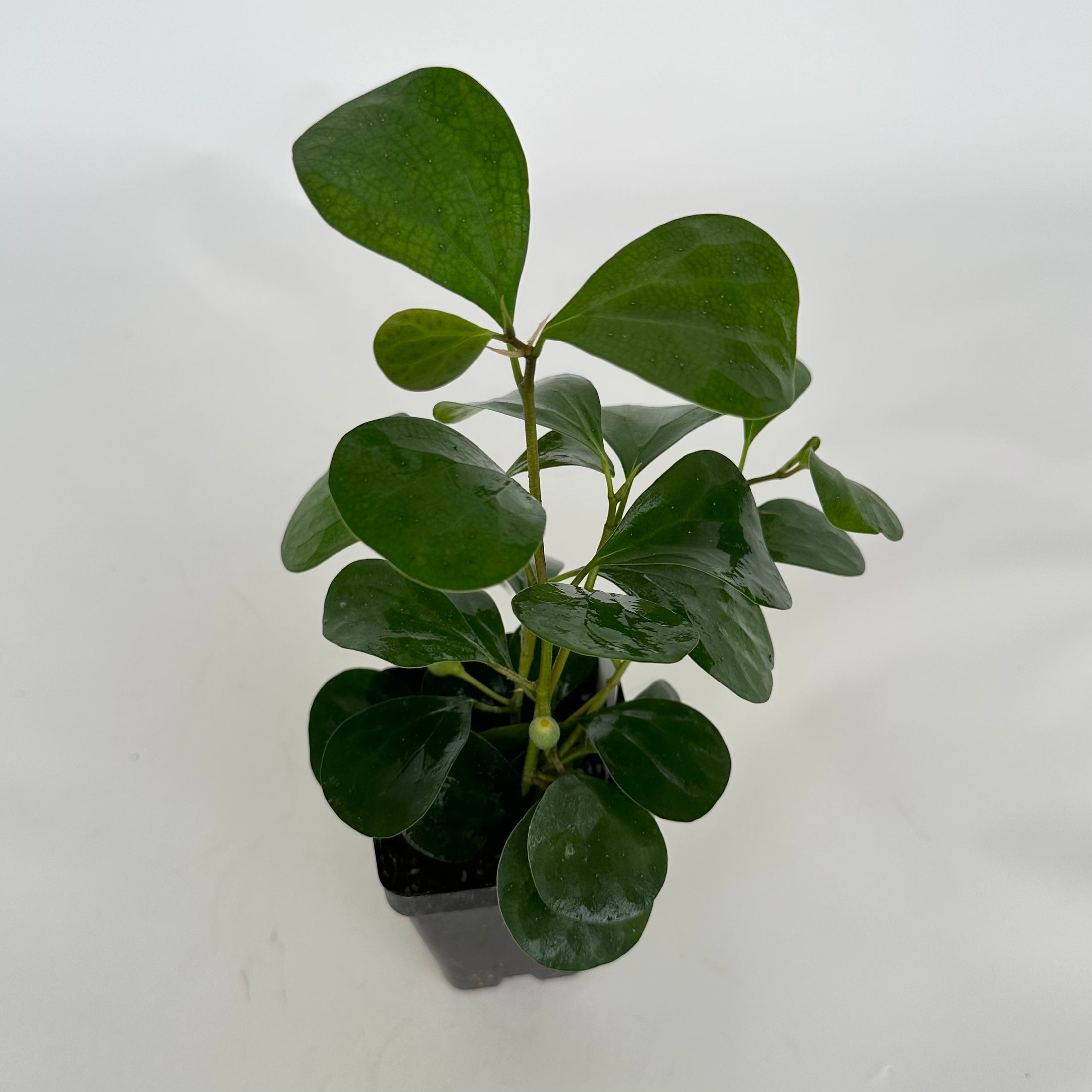 Ficus deltoidea – Steve's Leaves