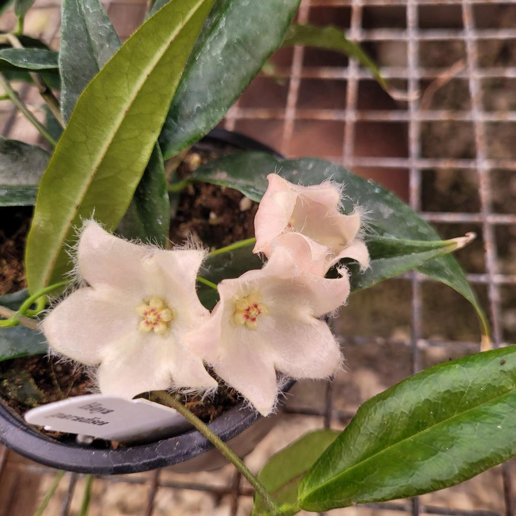 Hoya paradisea | Dainty Leaf Flowering Hoya Plant | Steve's Leaves