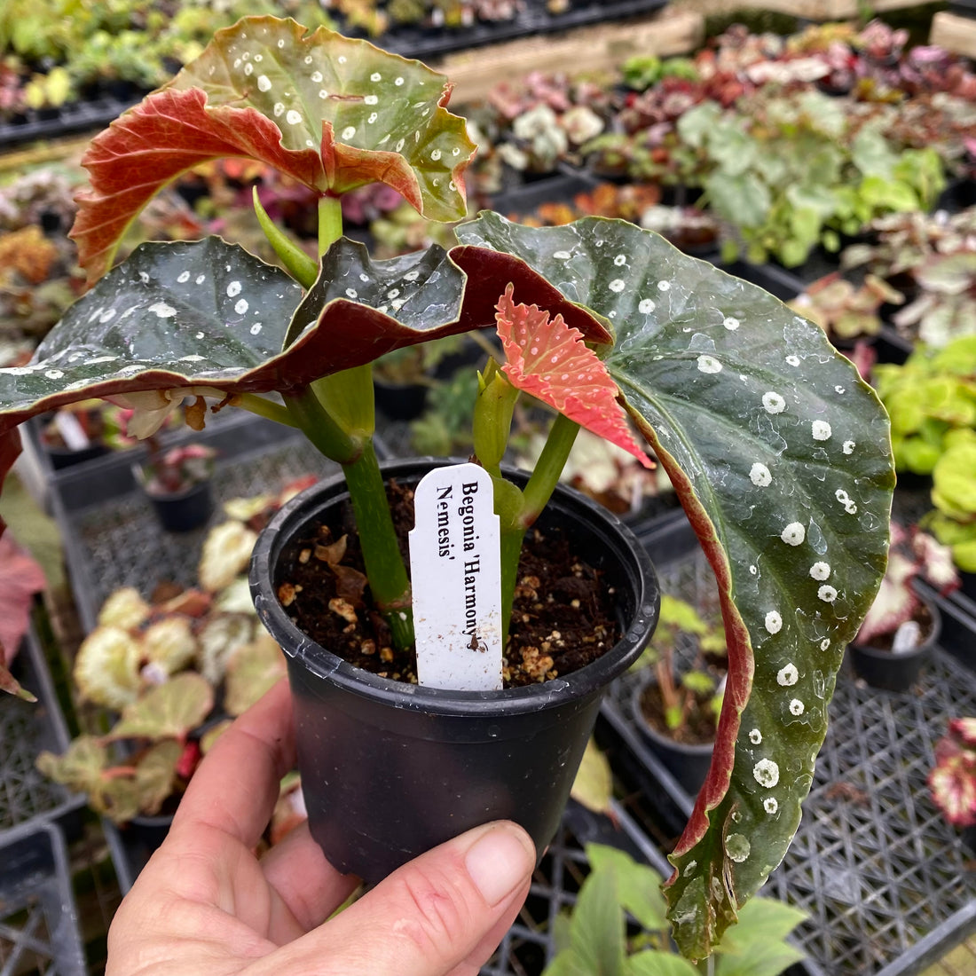 Begonias – Page 16 – Steve's Leaves